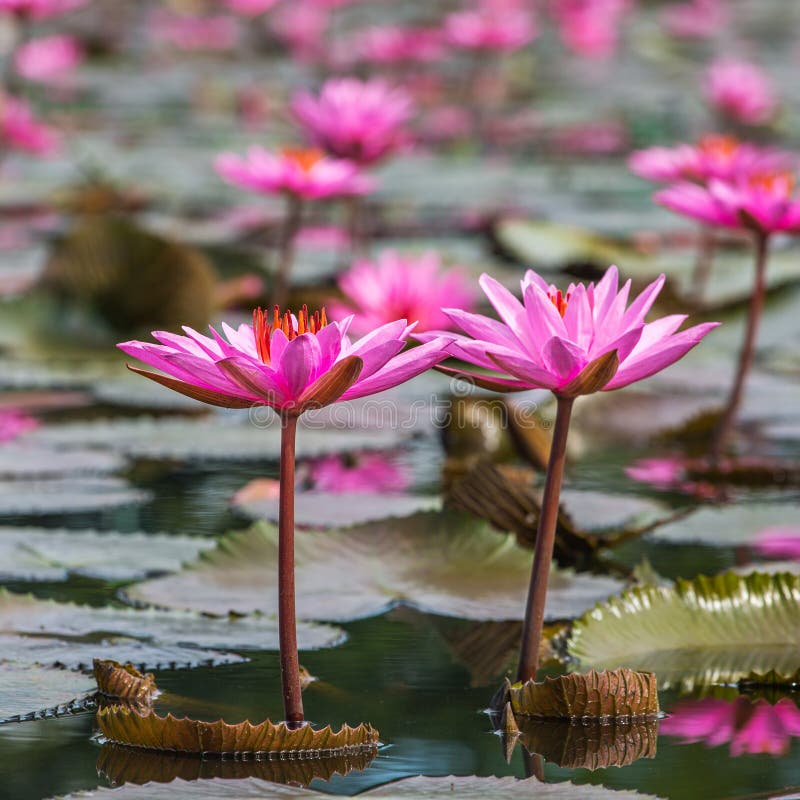 Beautiful pink water lily stock image. Image of climate - 58341305