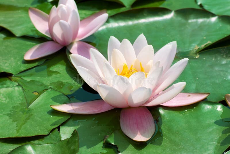Beautiful pink water lily stock photo. Image of garden - 54560700