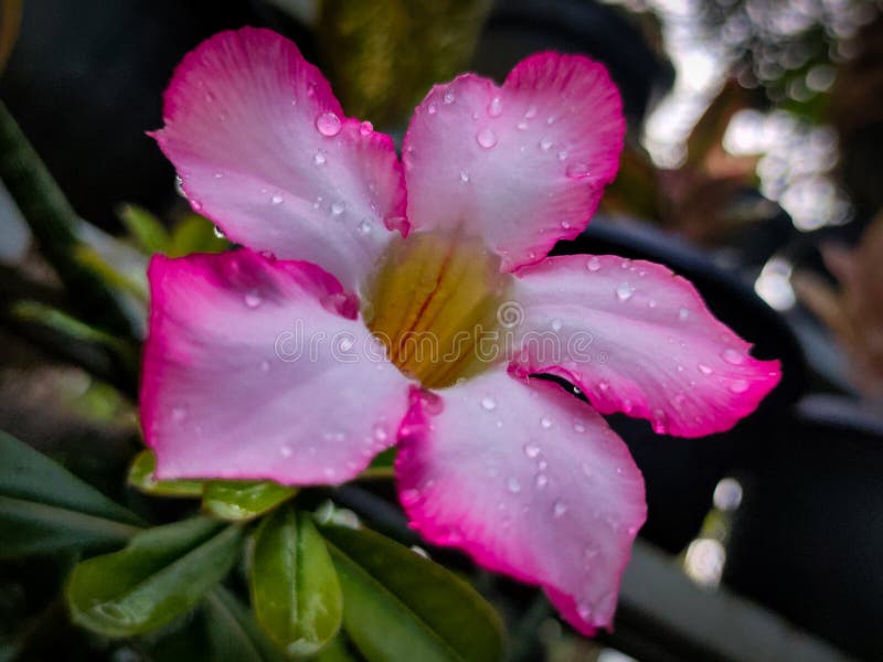 Beautiful Pink and White Adenium Flowers Stock Photo - Image of white ...
