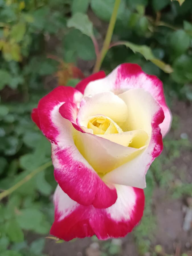 The queen of pink roses stock photo. Image of rose, roses - 250990644