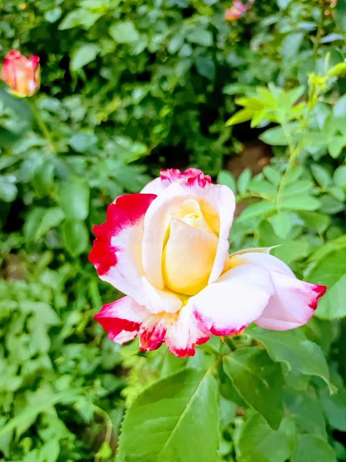 The queen of pink roses stock photo. Image of rose, beautiful - 250990772