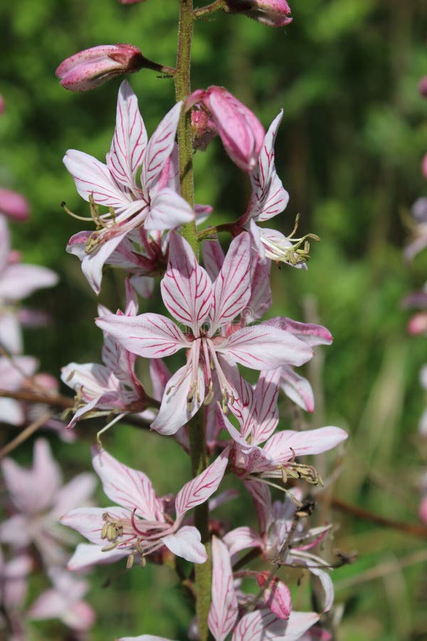 Beautiful Pink, Wild Orchid Stock Photo - Image of petals, grass: 188304302