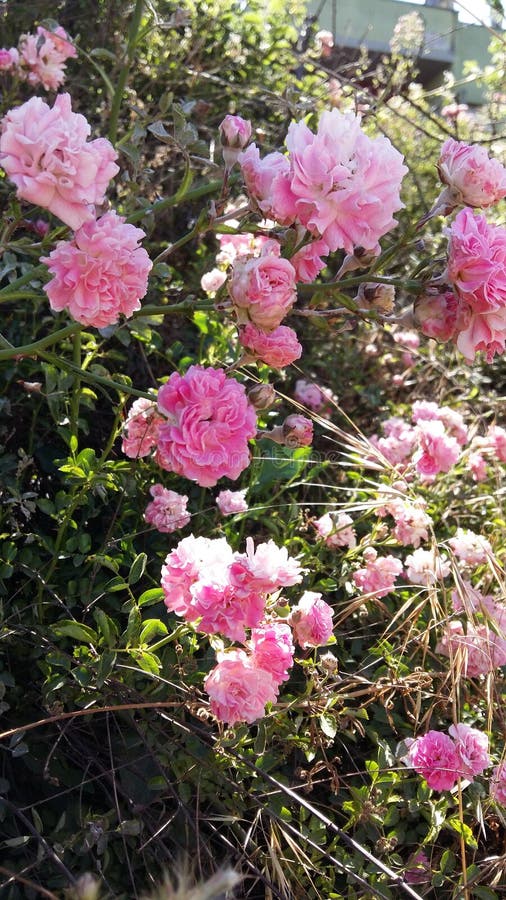 Bush with pink wild roses stock photo. Image of flower - 185292402
