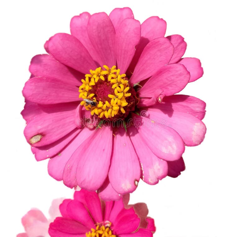Beautiful Pink Zinnia Flower from Indonesia Stock Image - Image of ...