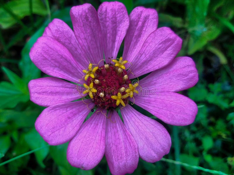 Beautiful Pink Zinnia Flower with Middle Angle View Potrait Stock Image ...