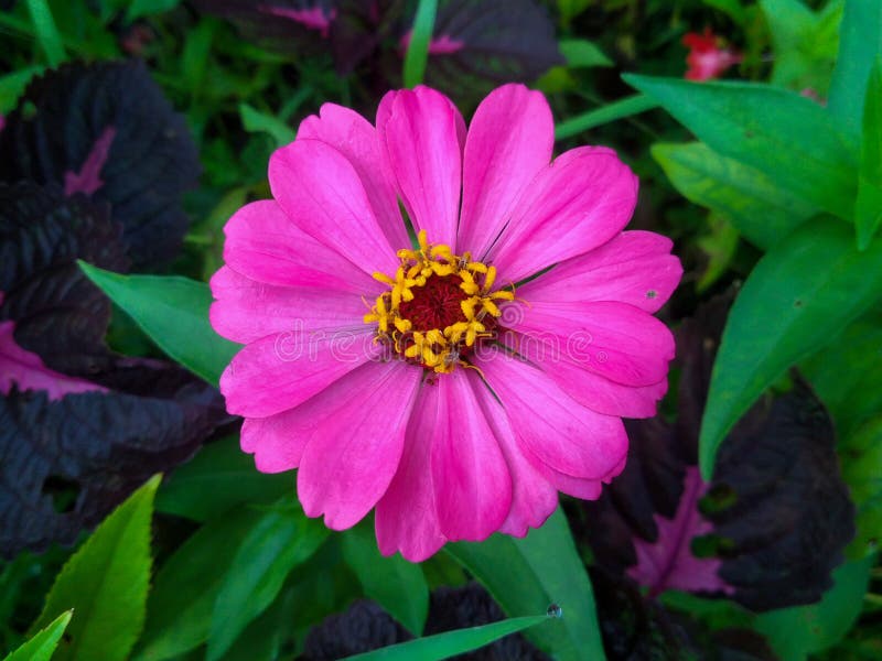 Pink Fower Green Leaf Natural Plant Beautiful in the Garden Stock Photo ...