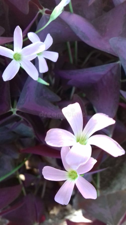 Beautiful pinky flower stock photo. Image of beautiful - 109569996