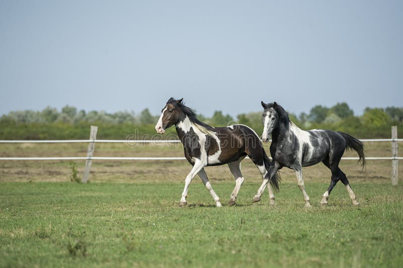 Beautiful Pinto Horses at Gallop Stock Image - Image of action ...