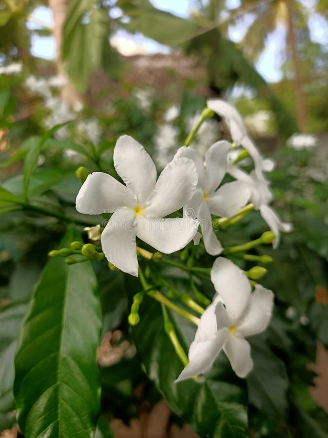 Beautiful Pinwheel flower stock image. Image of flower - 288022723