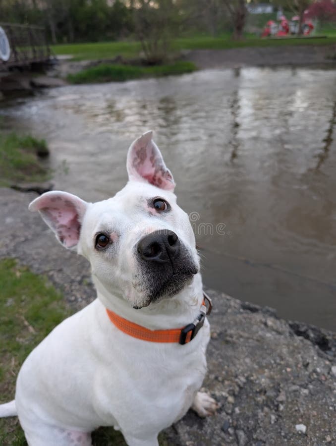 Beautiful Pitbull Dog that Looks Happy Stock Photo - Image of pitbull ...