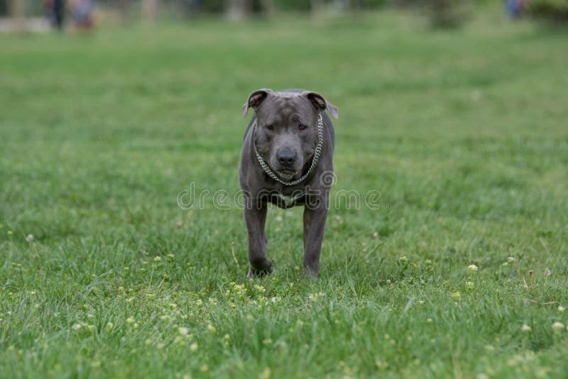 Beautiful Pitbull Terrier Dog Standing in the Garden Stock Photo ...