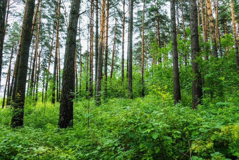 Beautiful Place in Deep of Wild Forest Stock Image - Image of park ...
