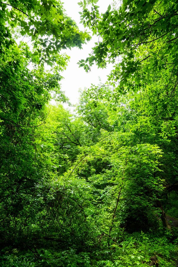 Deep Wild Lake stock image. Image of small, lake, wilderness - 73331987