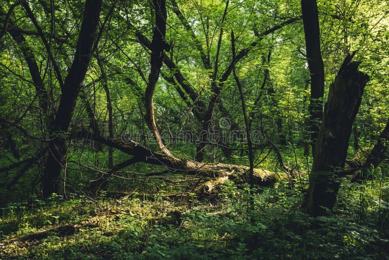 Beautiful Place in Deep of Wild Forest Stock Photo - Image of beautiful ...