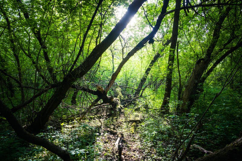 Beautiful Place in Deep of Wild Forest Stock Photo - Image of moss ...