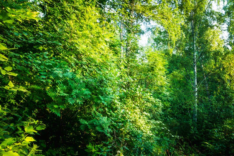 Beautiful Place in Deep of Wild Forest Stock Photo - Image of flora ...