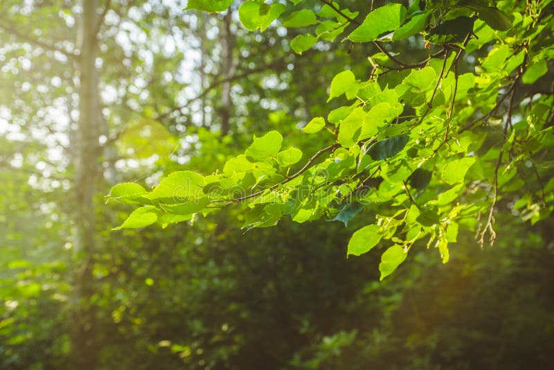 Beautiful Place in Deep of Wild Forest Stock Image - Image of tranquil ...