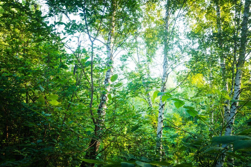 Beautiful Place in Deep of Wild Forest Stock Image - Image of ...