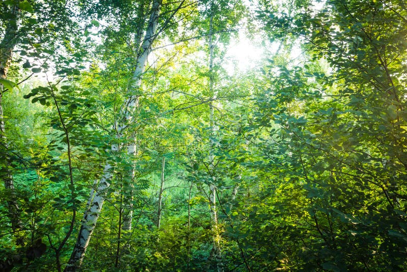 Beautiful Place in Deep of Wild Forest Stock Image - Image of fairytale ...