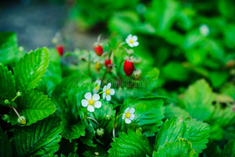 Beautiful Place in Deep of Summer Forest Stock Photo - Image of ...
