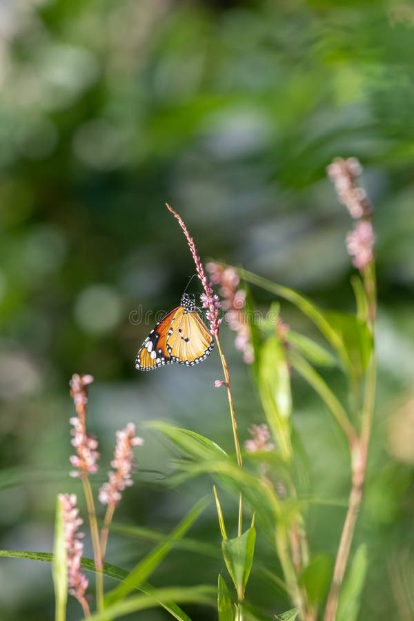 Beautiful Plain Tiger Butterfly Wing Side View, Butterfly Drinking ...