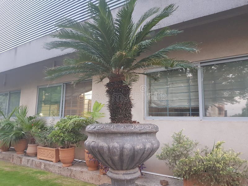 Beautiful Plam Tree Center the House Garden Stock Photo - Image of ...