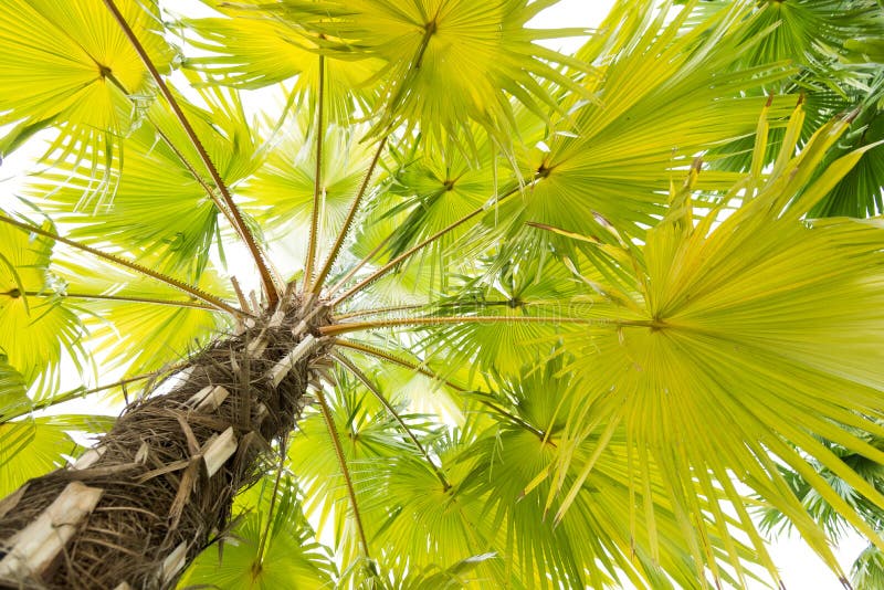 Beautiful Plam Tree Isolated on White Background. Stock Image - Image ...