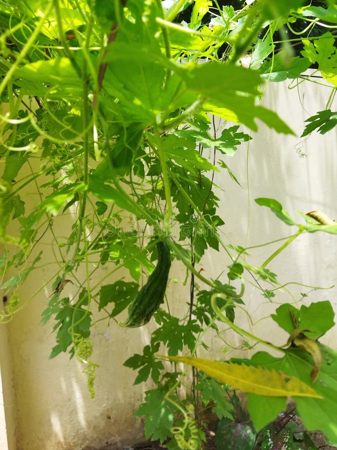 Beautiful Plant of Bitter Plant. Stock Image - Image of botany, garden ...