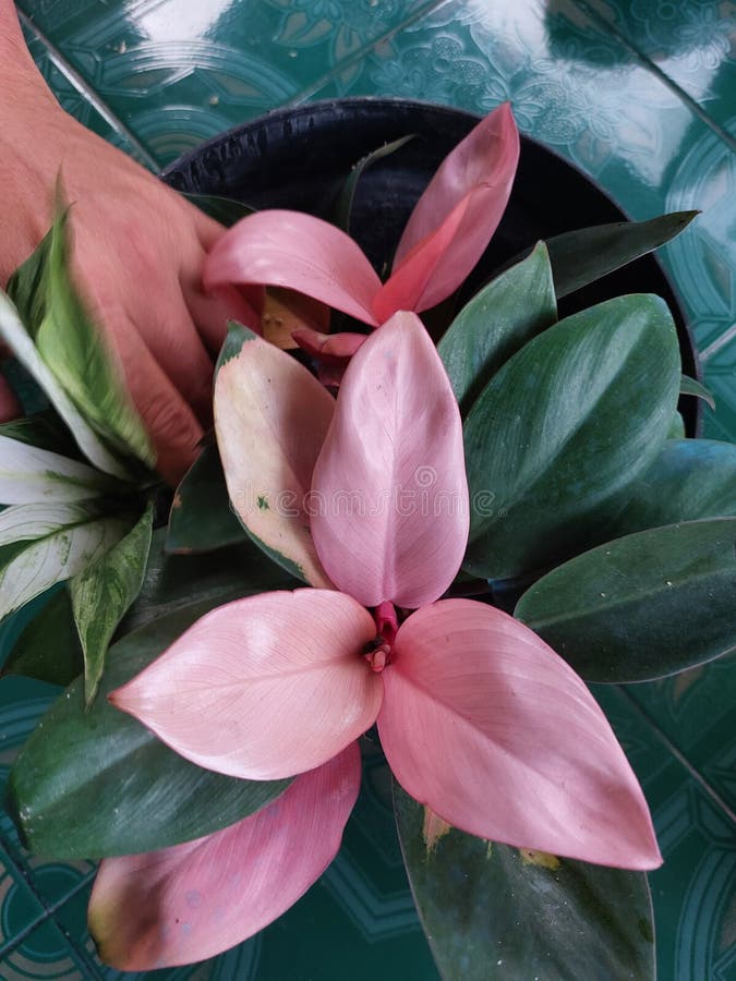Beautiful Plant Color Philodendron, Pink Congo Stock Photo - Image of ...