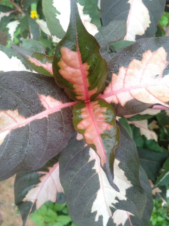 Beautiful Plant with Gradation Color of Leaves Stock Photo - Image of ...