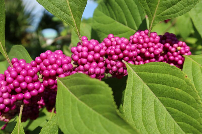 Bright Purple Berries on a Callicarpa Americana Bush, Closeup Stock ...