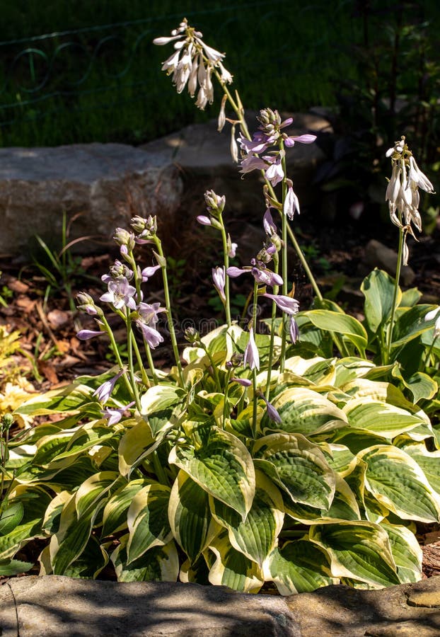 Beautiful Plant Host in the Flowerbed in the Garden. Stock Photo ...