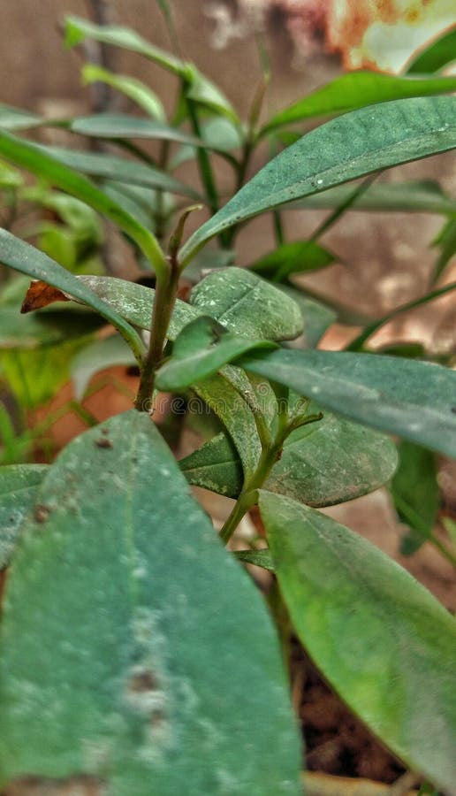 Beautiful Plant of Java Plam Stock Image - Image of plant, leaf: 266139761