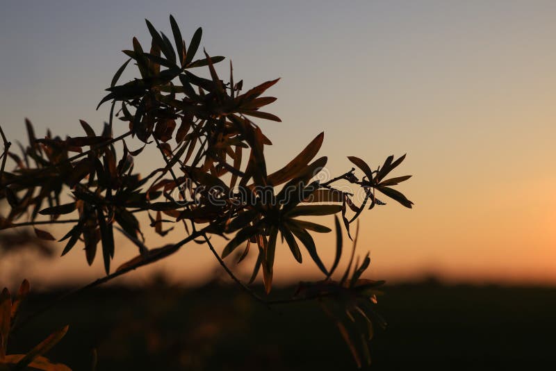 Beautiful Plant with Leaves Outdoors at Sunset, Closeup Stock Image ...