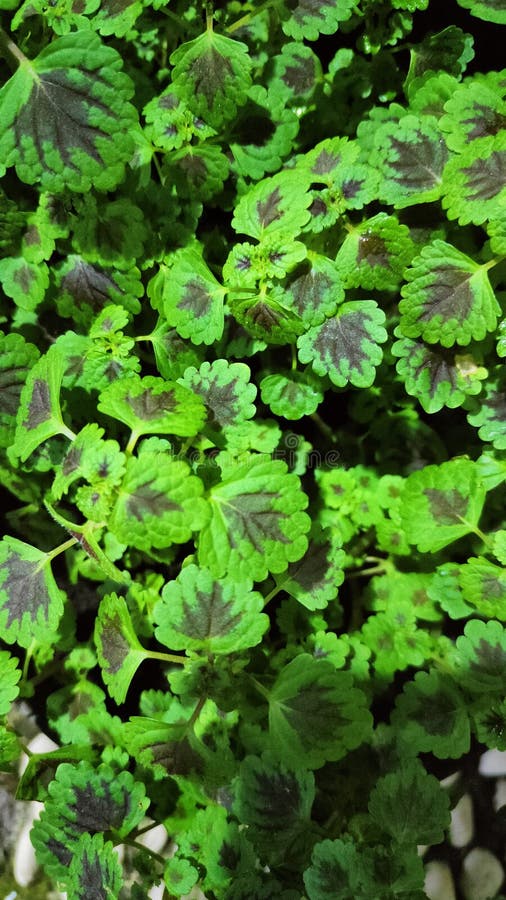 Beautiful plant miana mini stock image. Image of foreground - 254344571