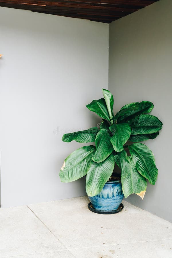Beautiful Plant in Pot with Empty Wall Stock Photo - Image of living ...