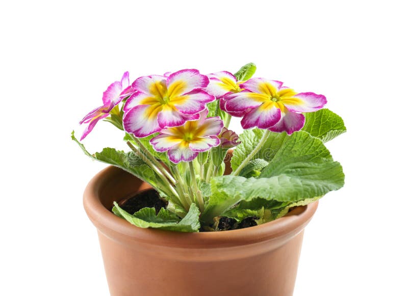 Beautiful Plant in Pot on White Background Stock Photo - Image of ...