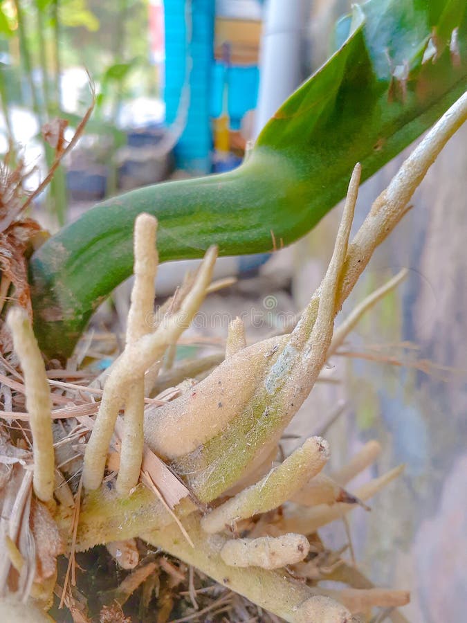 A beautiful plant root stock photo. Image of amphibian - 190593608