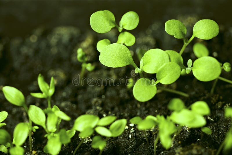 Beautiful plant seedlings stock photo. Image of botany - 24005814