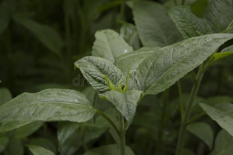 Close-up: Beautiful Plant with Sharp Edged Leaves Stock Image - Image ...