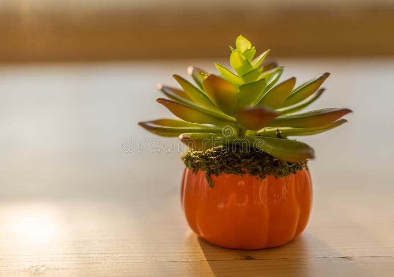 Beautiful Plant in Small Pot Stock Image - Image of flora, summer: 70251191