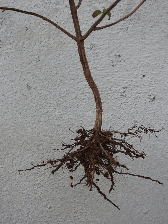 8,146 Tree Roots White Background Stock Photos - Free & Royalty-Free ...