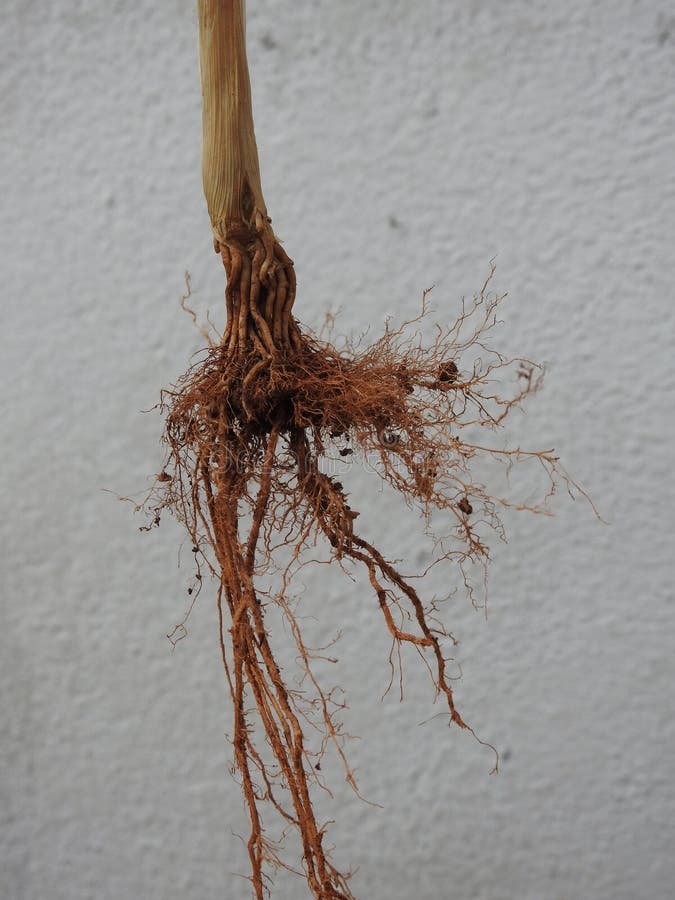 Beautiful Plant or Tree Roots on White Background Stock Image - Image ...