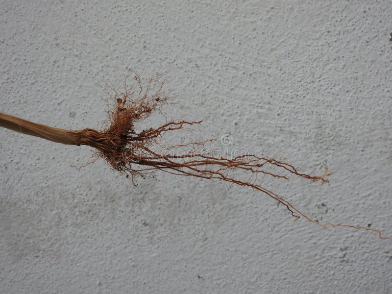 Beautiful Plant or Tree Roots on White Background Stock Image - Image ...