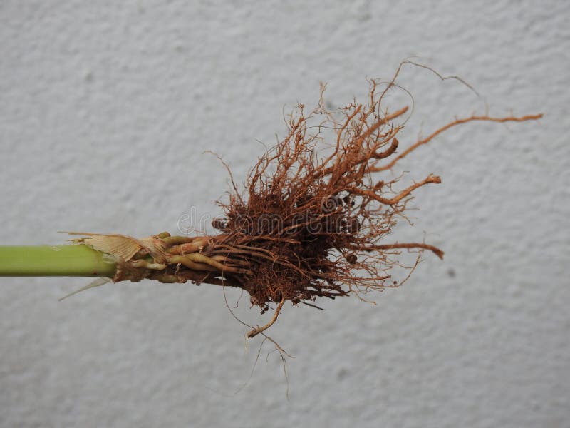 Beautiful Plant or Tree Roots on White Background Stock Photo - Image ...