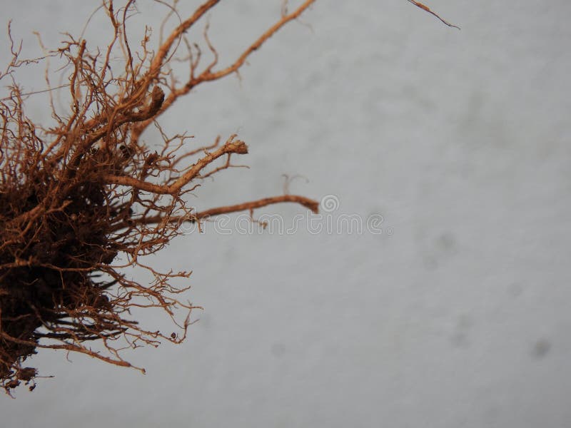 Beautiful Plant or Tree Roots on White Background Stock Image - Image ...