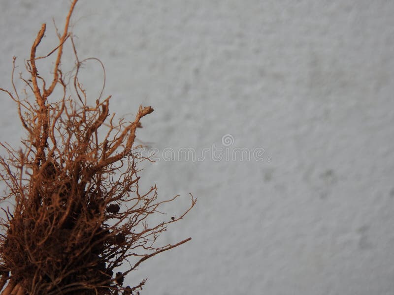 Beautiful Plant or Tree Roots on White Background Stock Image - Image ...