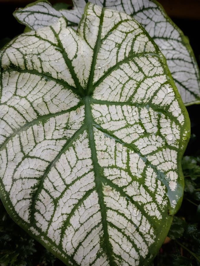 Beautiful Plant White Caladium in the Garden Stock Image - Image of ...
