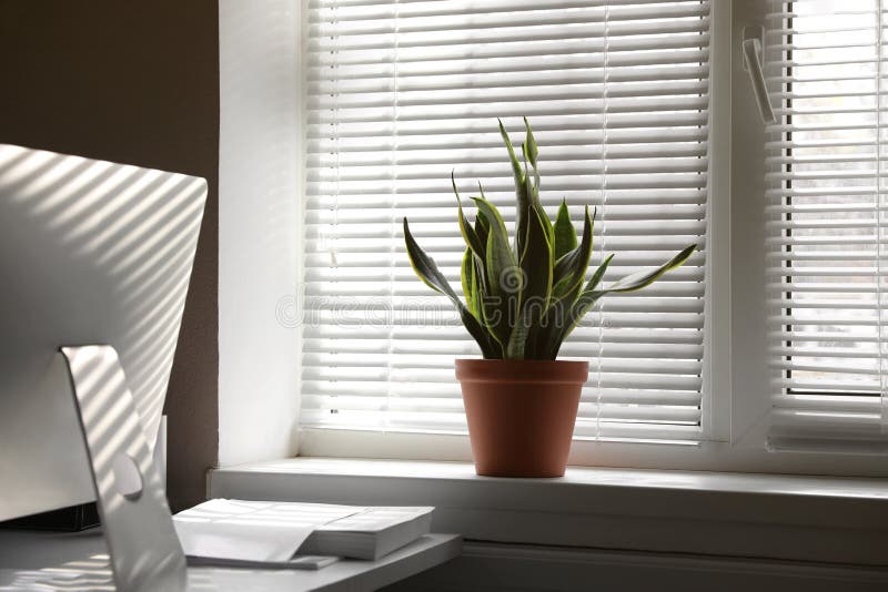 Beautiful Plant on Window Sill Stock Photo - Image of interior, flora ...