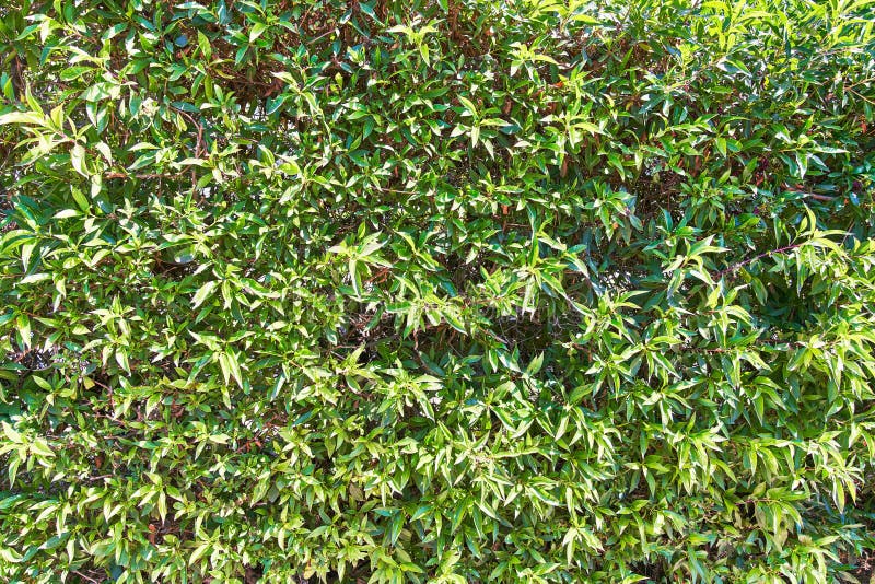 Beautiful Plants Closeup Texture Image Stock Image - Image of macro ...